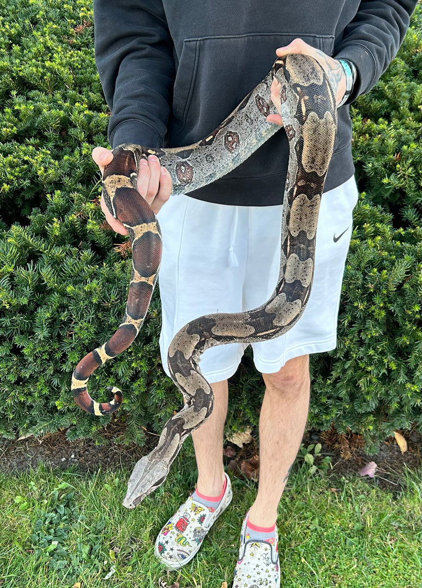 Adult Columbian Red Tailed Boa Constrictor Male Scales And Tails Of Ohio