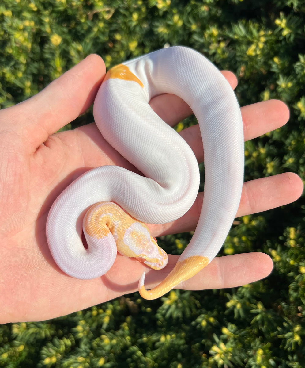 Baby Albino Pied Ball Python (Male 2) – Scales and Tails of Ohio