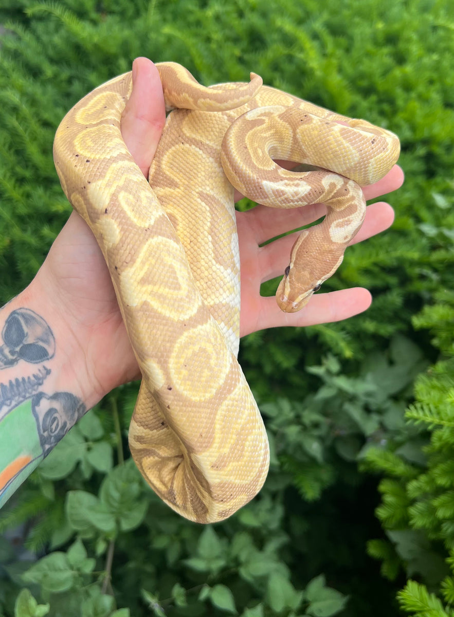 Sub-Adult Banana GHI Yellow Belly Ball Python (Male) – Scales and Tails of Ohio