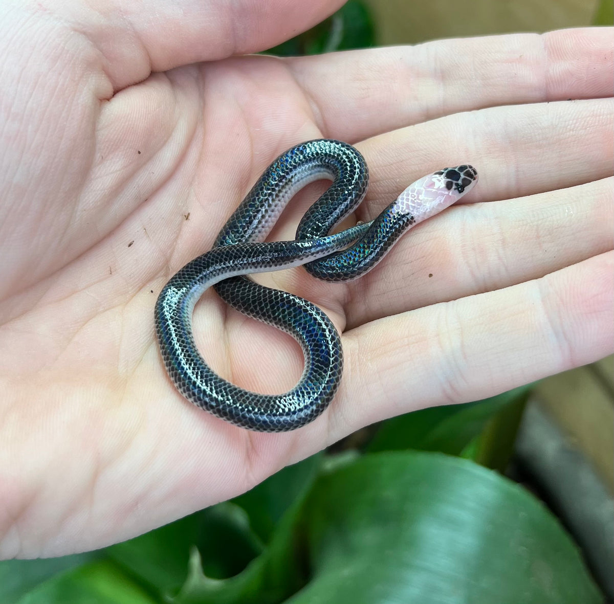 Baby Sunbeam Snake – Scales and Tails of Ohio