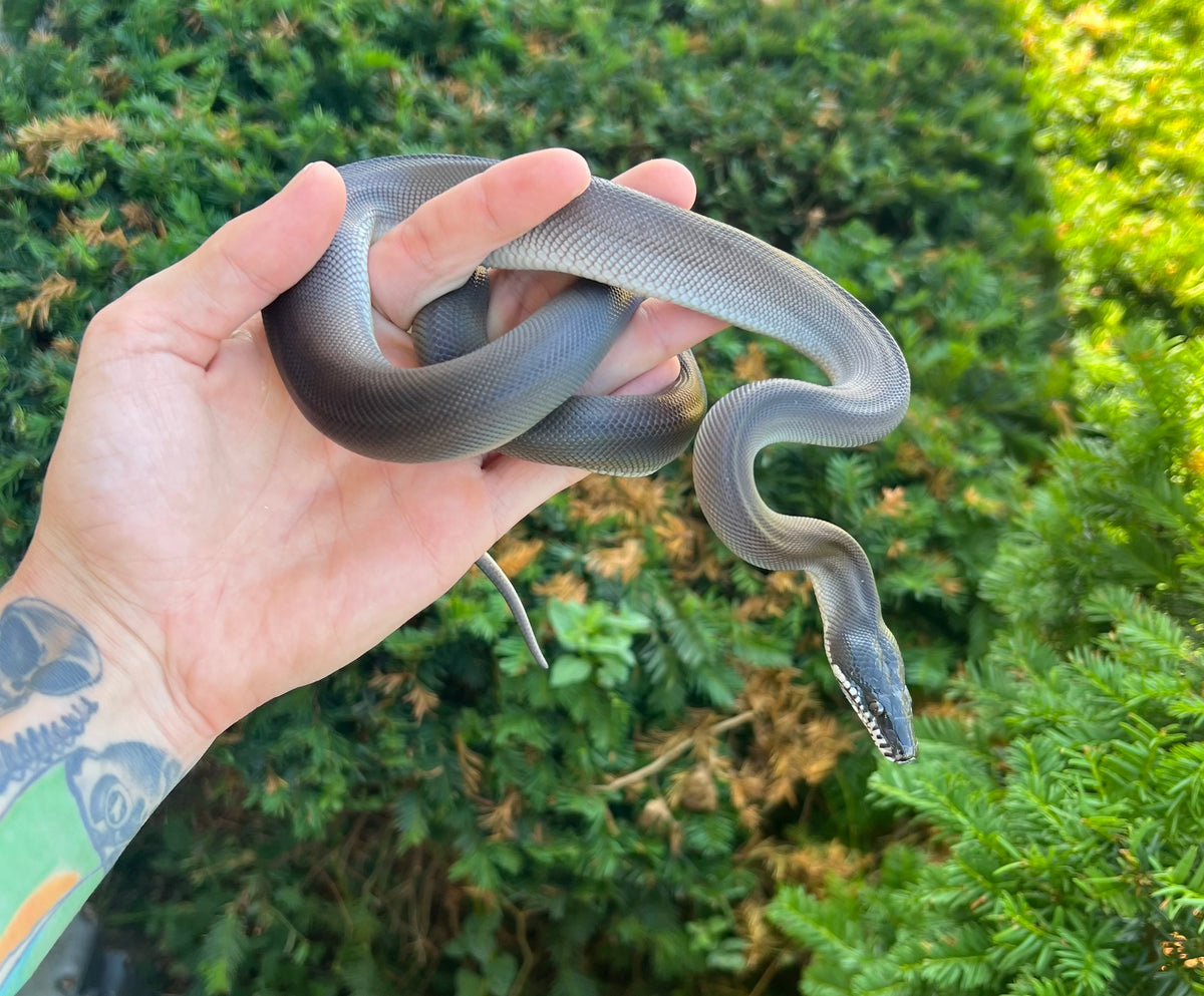 Juvenile Southern Black White-Lipped Python (Male) – Scales and Tails of Ohio