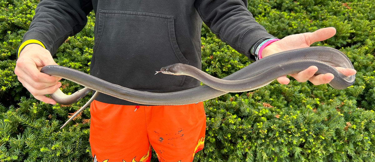 Sub-Adult Southern Black White-Lipped Python (Male 2) – Scales and Tails of Ohio