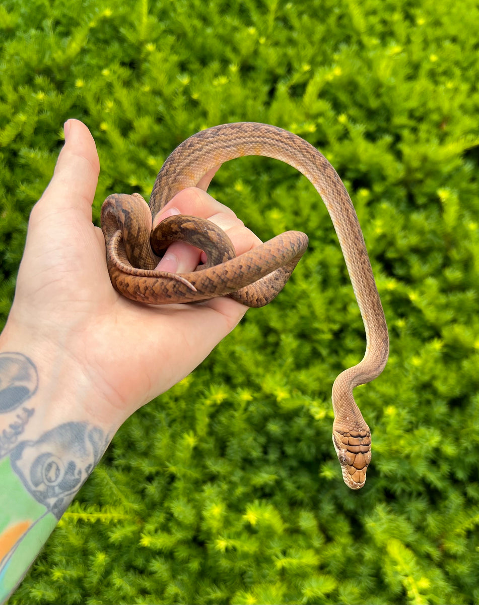 Small ‘High-Color’ Merauke Scrub Python (Female) – Scales and Tails of Ohio