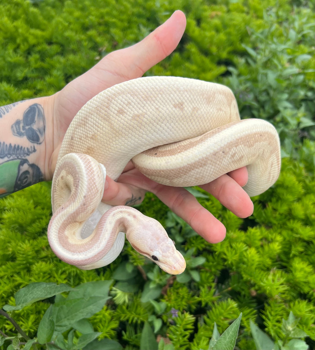 Sub-Adult Banana Gargoyle Pastel Ball Python (Male) – Scales and Tails of Ohio