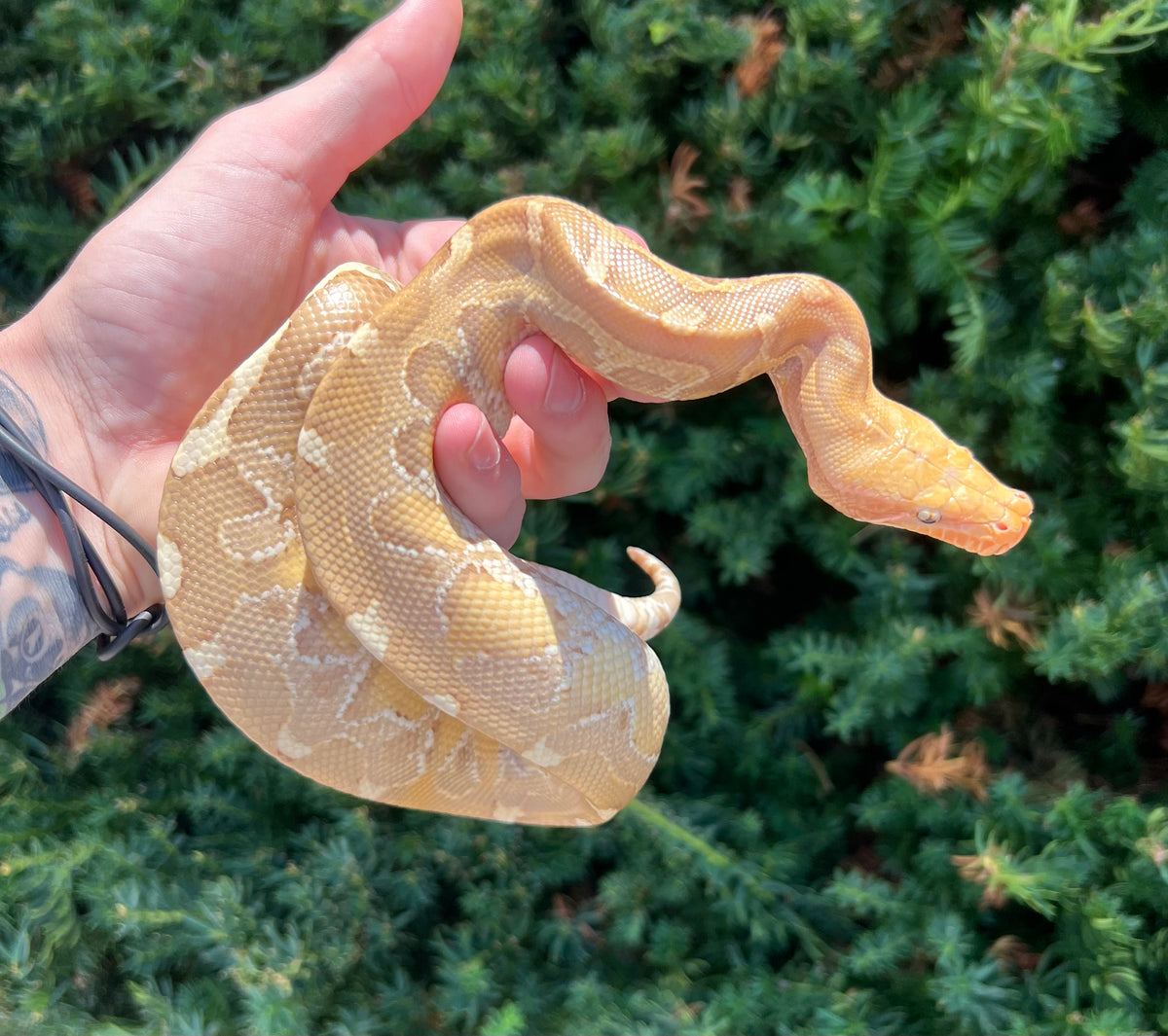 Juvenile Sunset Albino Borneo Blood Python (Male) – Scales and Tails of ... Juvenile Sunset Albino Borneo Blood Python (Male) – Scales and Tails of ...
