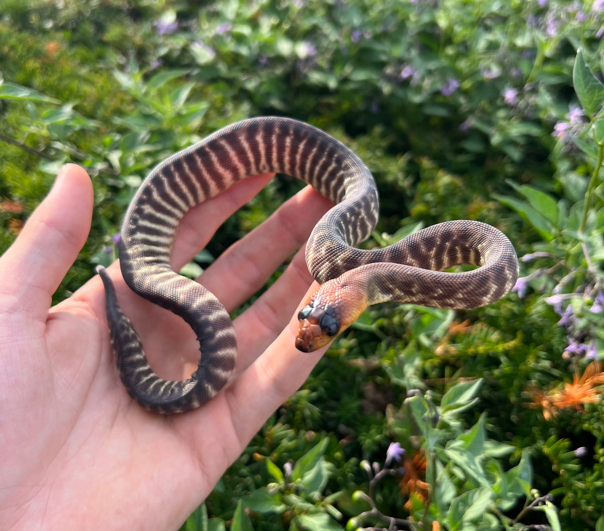Baby Woma Python (Female 2) – Scales and Tails of Ohio