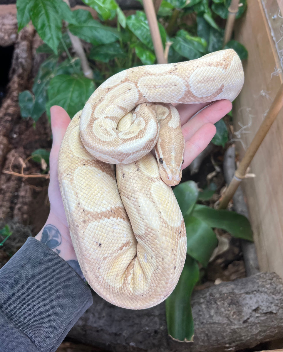 Adult Banana Ball Python (Female) – Scales and Tails of Ohio
