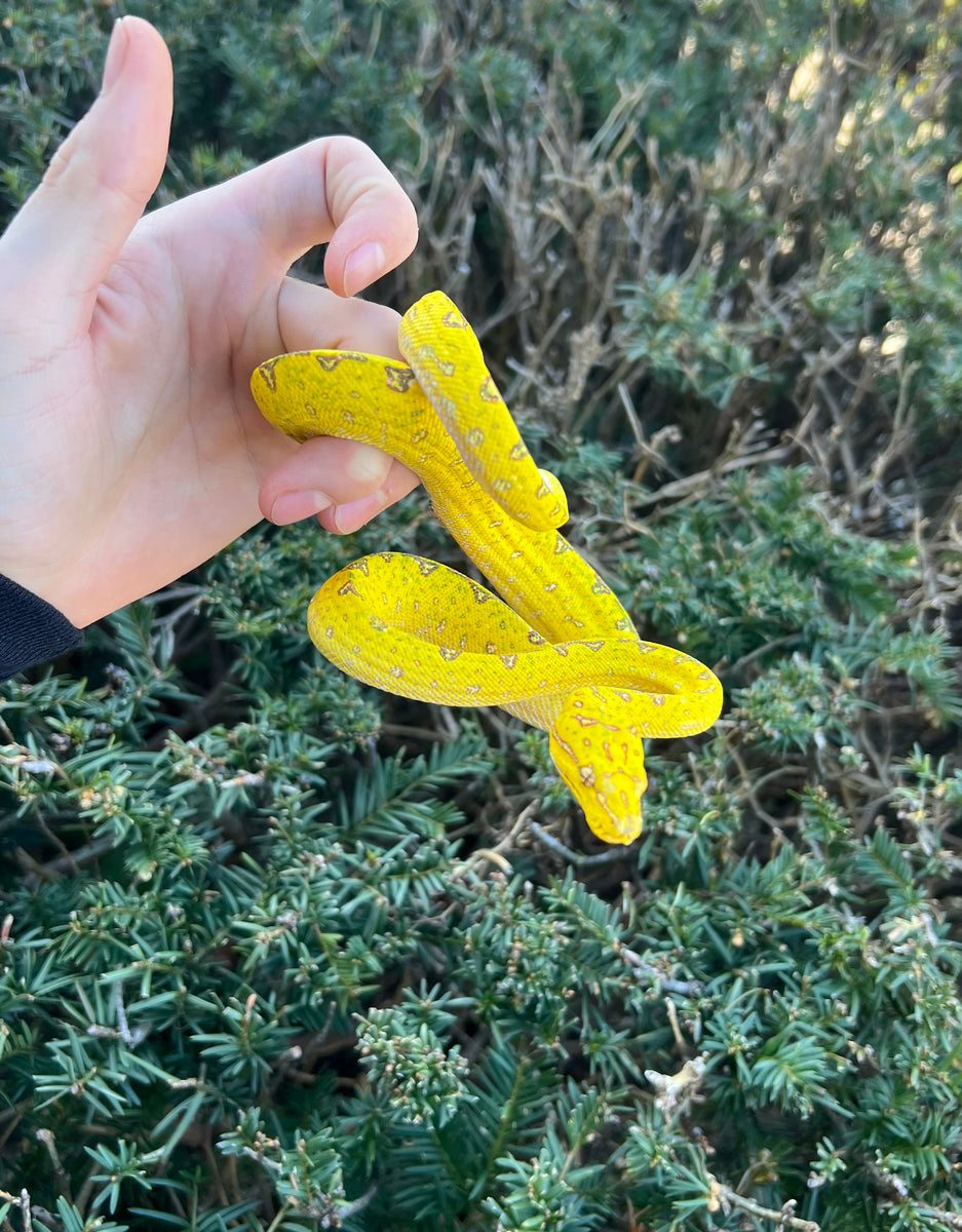 Juvenile Biak Green Tree Python (3) – Scales and Tails of Ohio