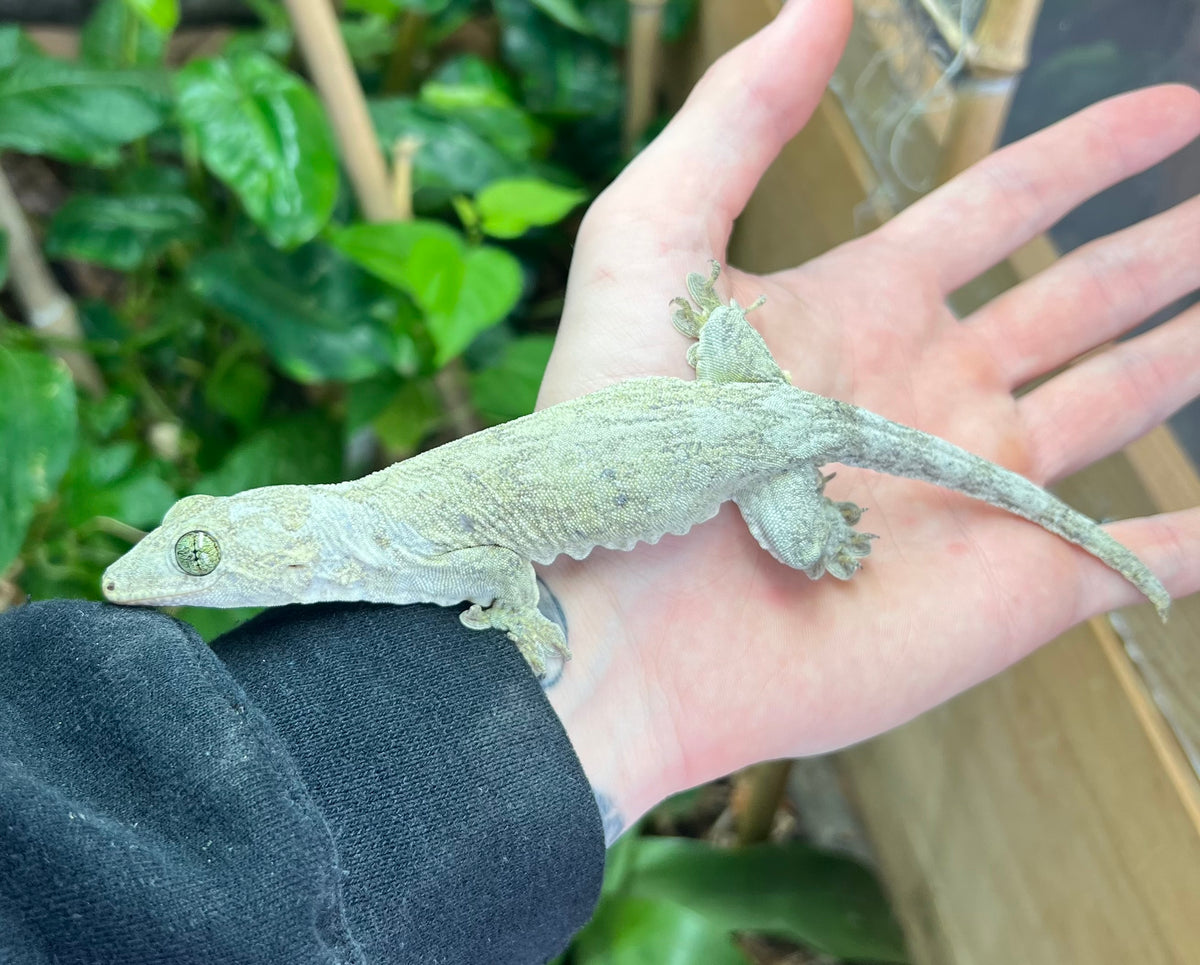 Adult Halmahera Gecko (Female 2) – Scales and Tails of Ohio