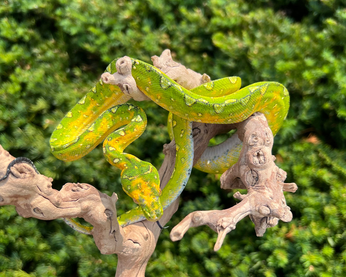Juvenile Biak Green Tree Python (Female)10 – Scales and Tails of Ohio Juvenile Biak Green Tree Python (Female)10 – Scales and Tails of Ohio