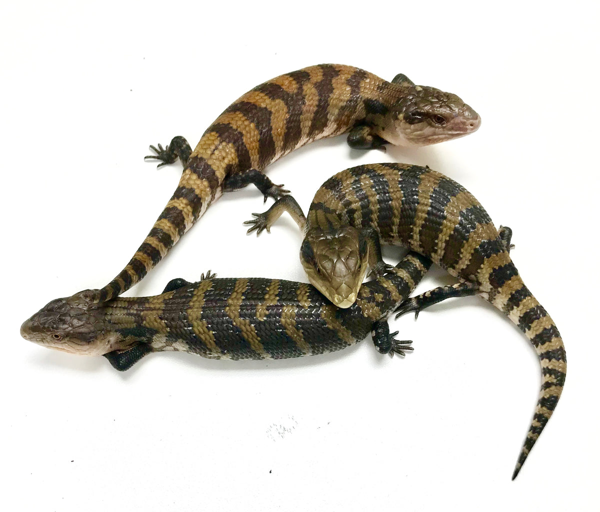 Other Lizards – Scales and Tails of Ohio