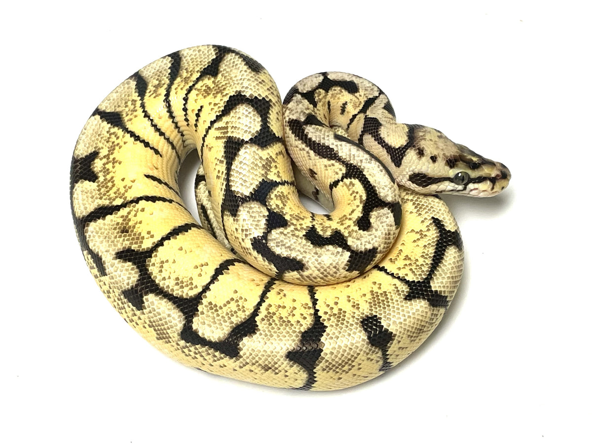 Ball Pythons – Scales and Tails of Ohio
