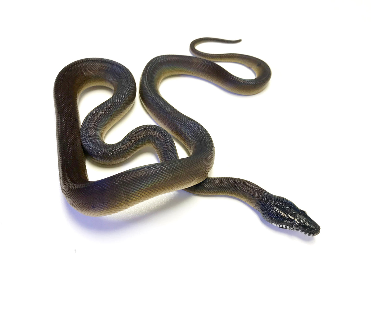 Pythons – Scales and Tails of Ohio