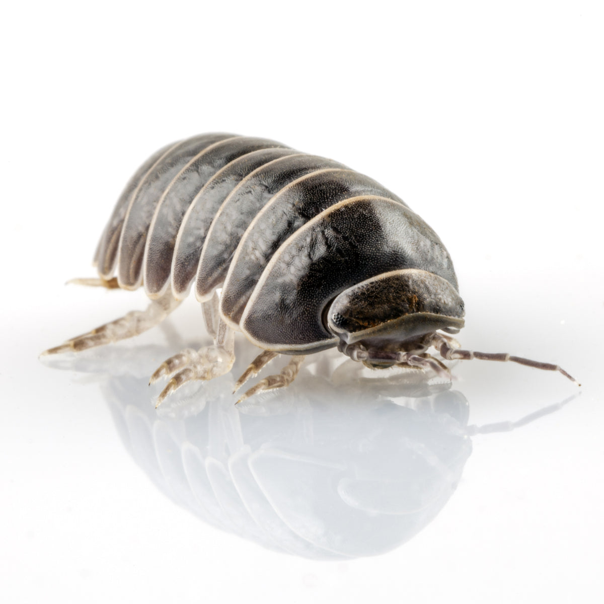 Isopods and Springtails – Scales and Tails of Ohio