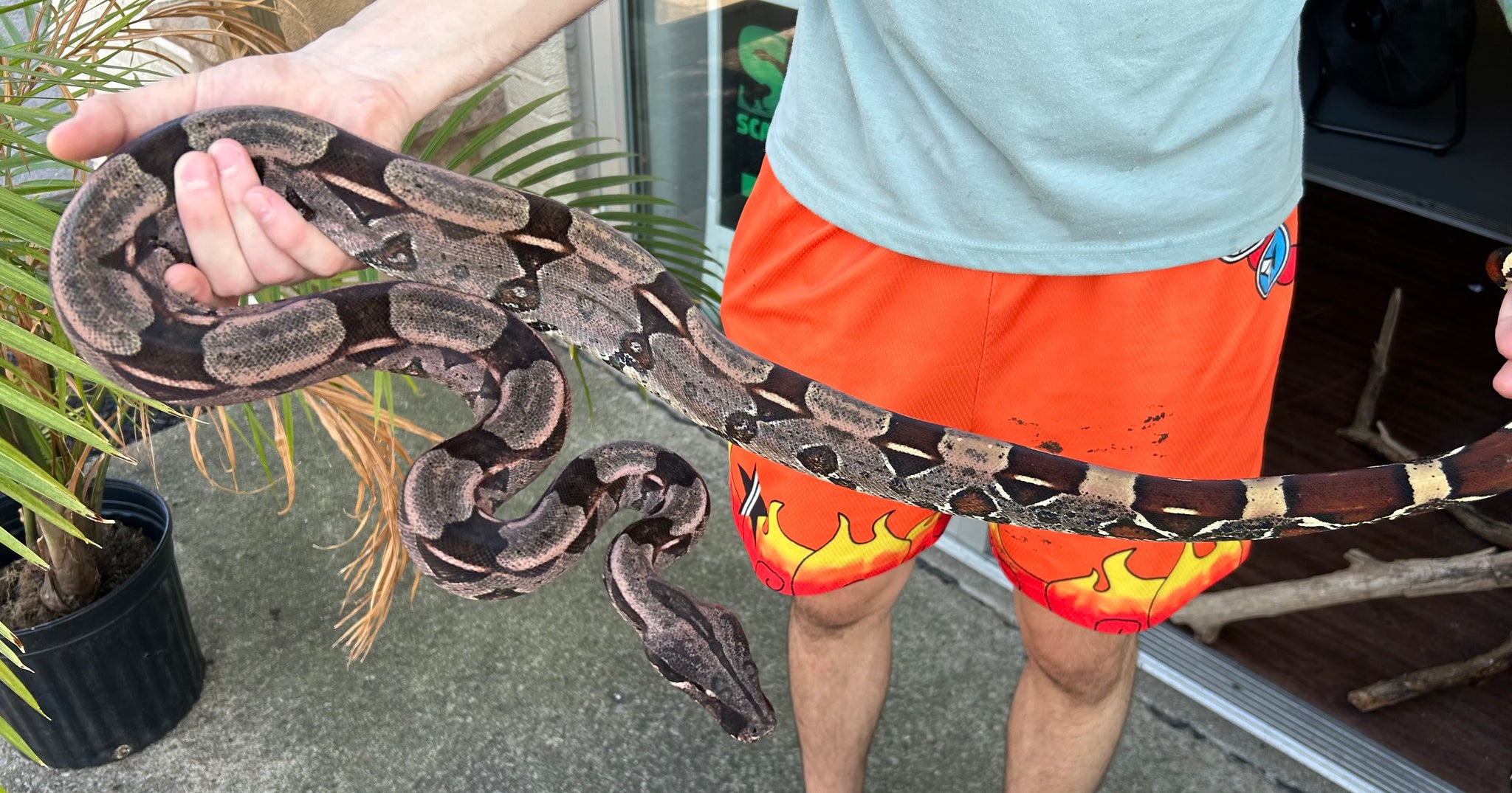 Boas – Page 7 – Scales and Tails of Ohio