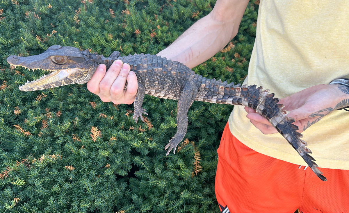 Juvenile Smooth Front Caiman – Scales and Tails of Ohio