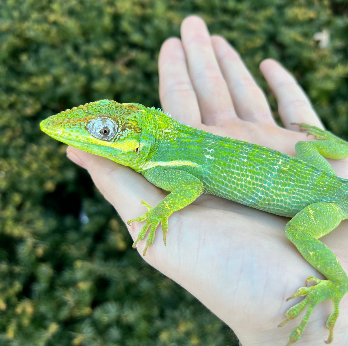 Adult Knight Anole (3) – Scales and Tails of Ohio