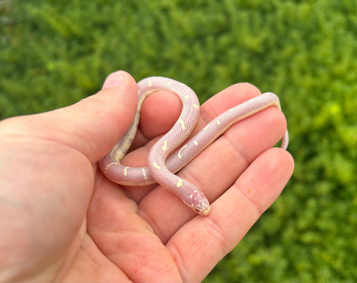 Baby Albino California Kingsnake – Scales and Tails of Ohio