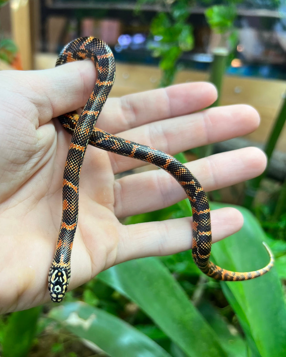 Baby Blotched Goini Kingsnake (Female 1) – Scales and Tails of Ohio