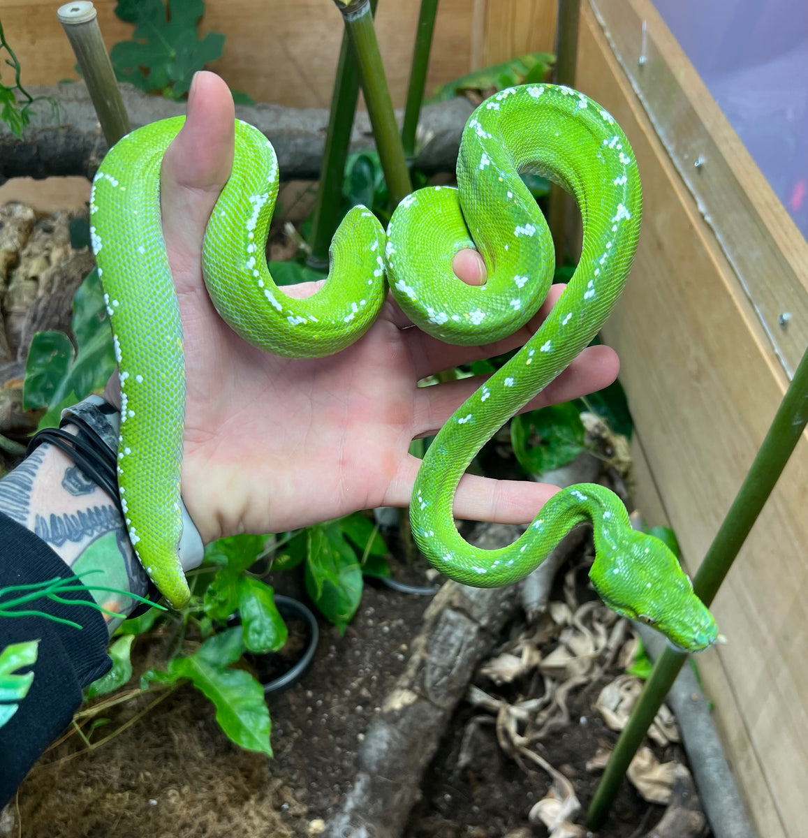 Adult Aru Green Tree Python (Male 2) – Scales and Tails of Ohio