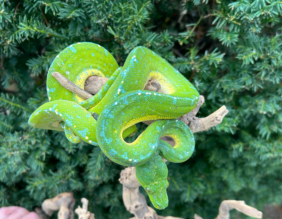 Adult Sorong Green Tree Python (Male) – Scales and Tails of Ohio