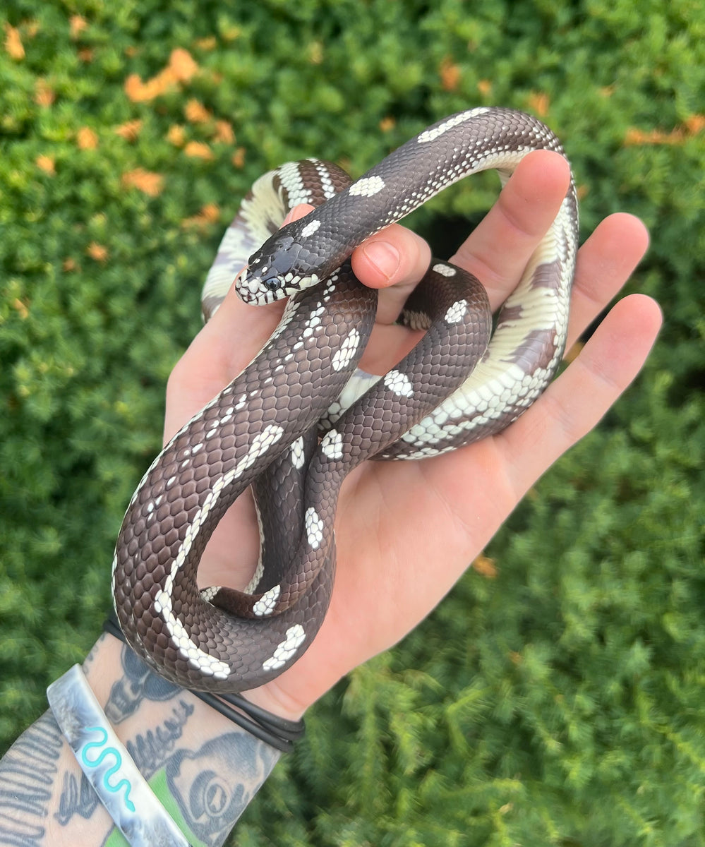 Adult Aberrant California Kingsnake (Female) – Scales and Tails of Ohio