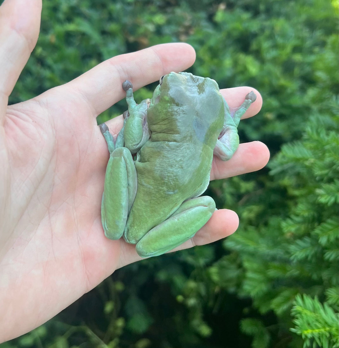 XL Adult White’s/Dumpy Tree Frog – Scales and Tails of Ohio
