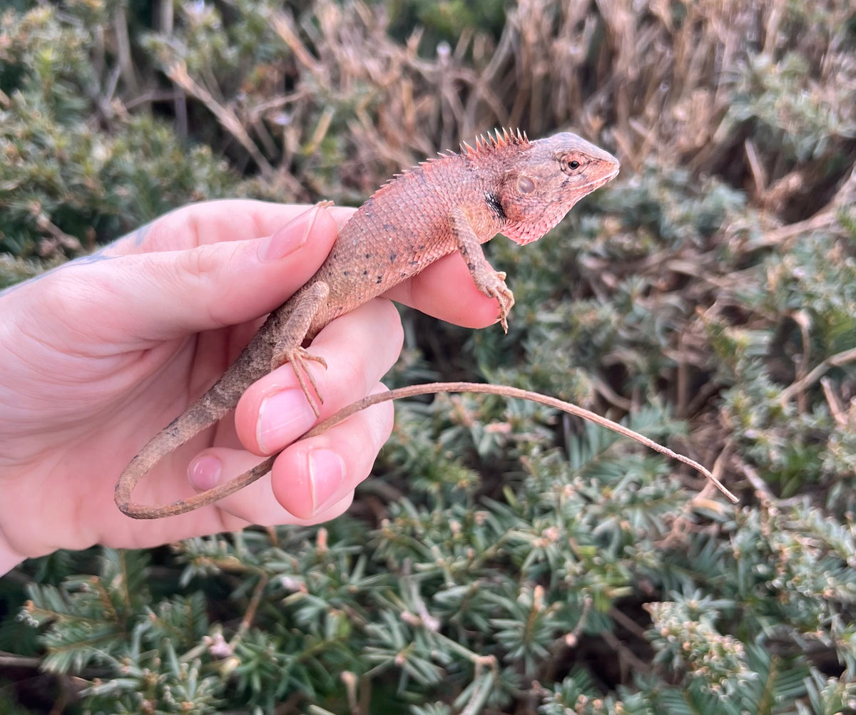 Crested Forest Lizard – Scales and Tails of Ohio