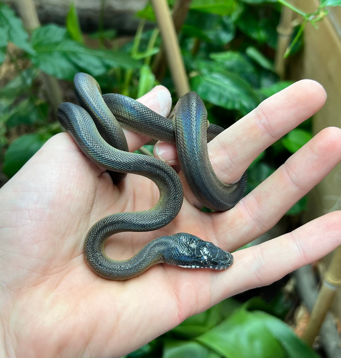 Baby Northern White-Lipped Python (Female 1) – Scales and Tails of Ohio