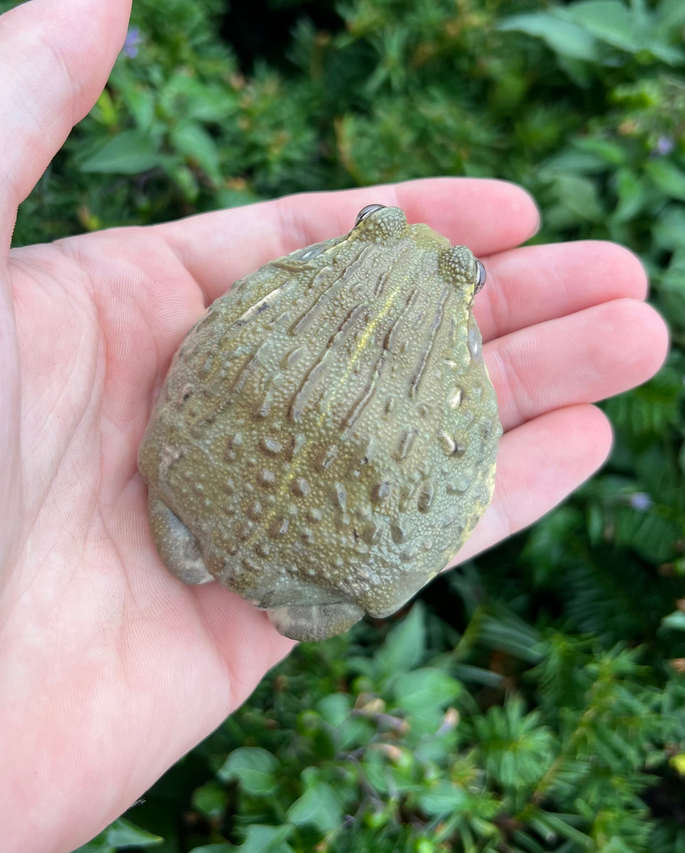 Sub-Adult Giant Pixie Frog – Scales and Tails of Ohio