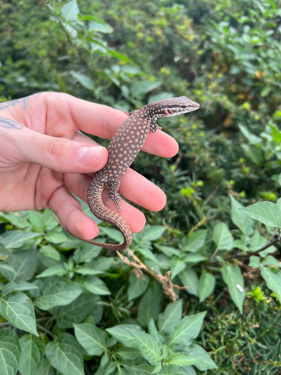 Baby Red Ackie Monitor – Scales and Tails of Ohio
