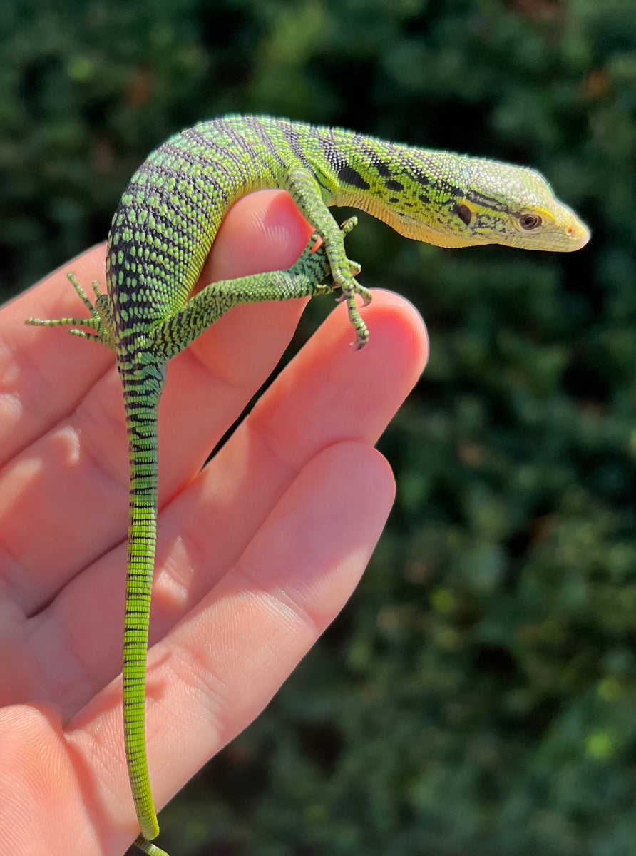 Baby Green Tree Monitor (2) – Scales and Tails of Ohio