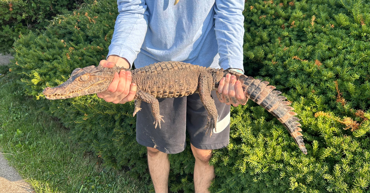 Sub-Adult Smooth-Fronted Caiman (Female) – Scales and Tails of Ohio