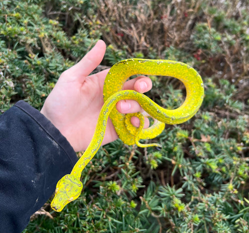 Green Tree Pythons – Scales and Tails of Ohio