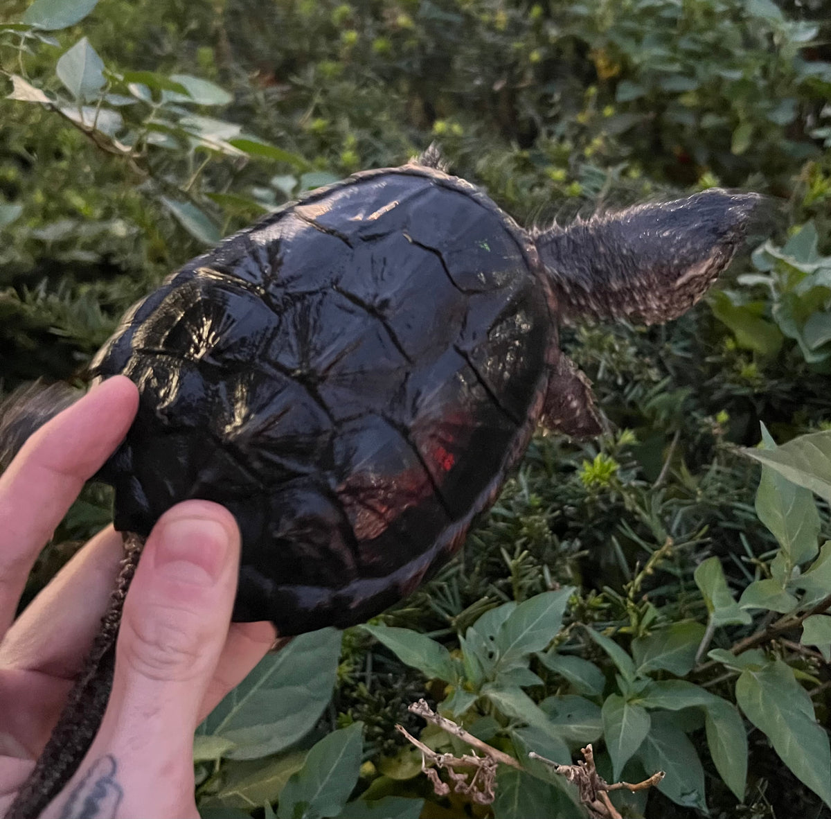 Small Florida Snapping Turtle – Scales and Tails of Ohio