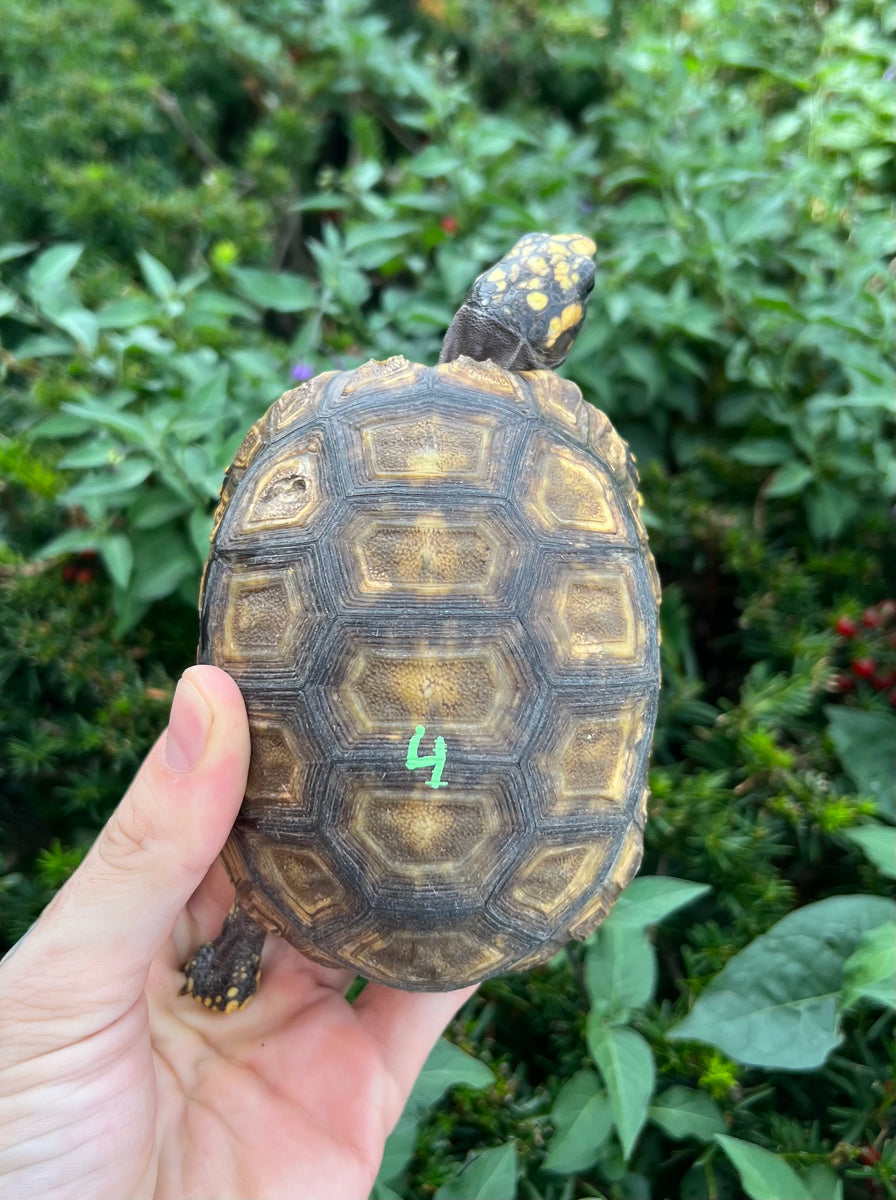 4” Yellow-Foot Tortoise (4) – Scales and Tails of Ohio