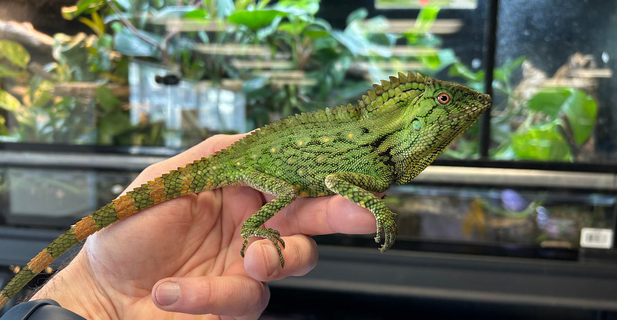 Doria’s Angle-Head Lizard (Pair) – Scales and Tails of Ohio