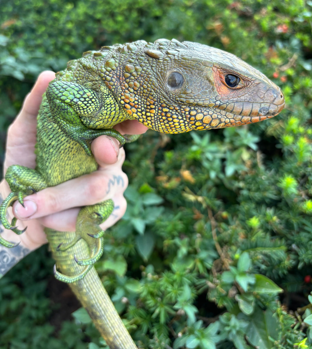 Juvenile Caiman Lizard (3) – Scales and Tails of Ohio