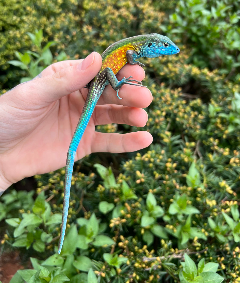 Rainbow Whiptail Lizard – Scales and Tails of Ohio