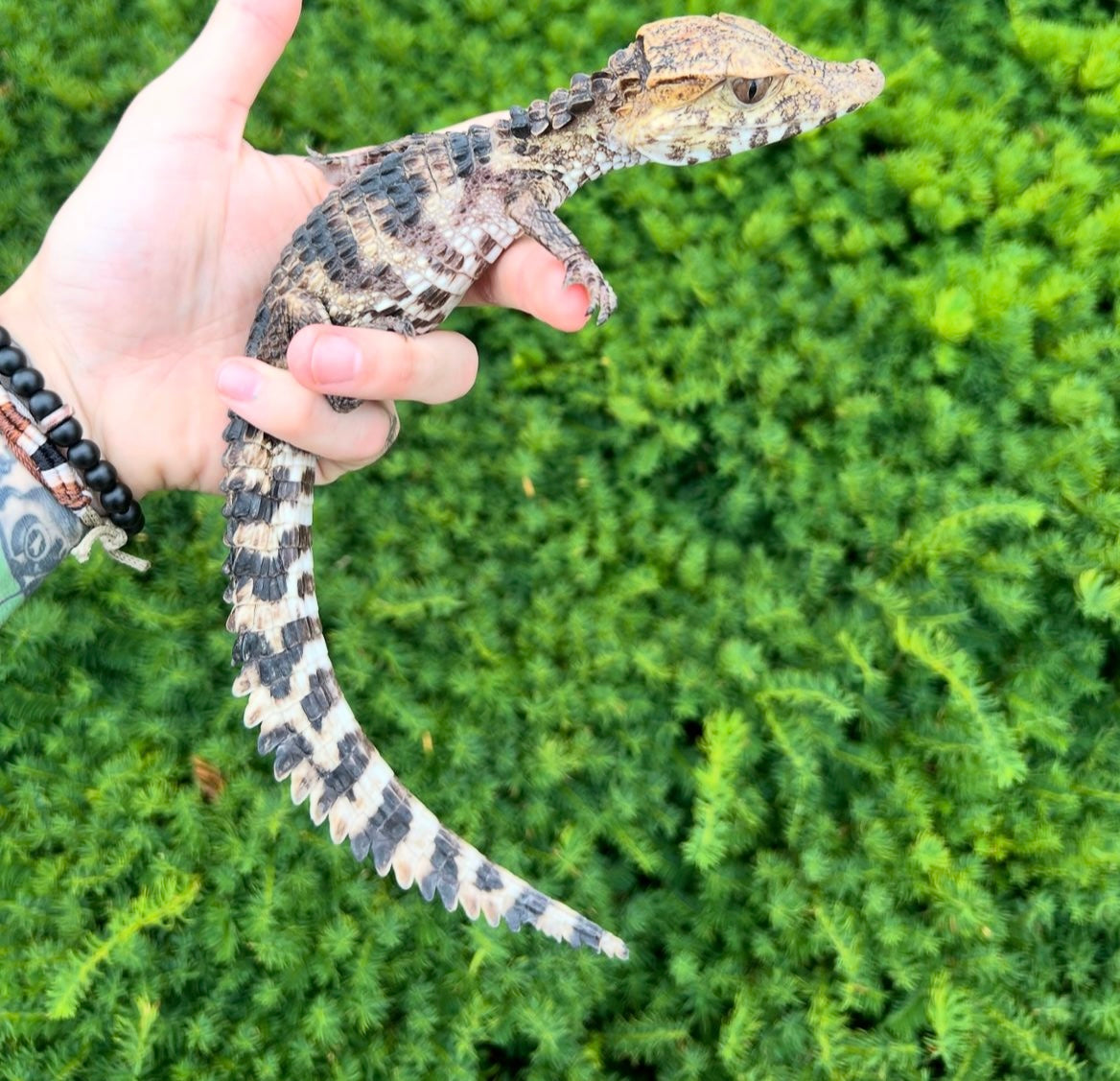 Baby ‘Blonde-Phase’ Cuvier's Dwarf Caiman – Scales and Tails of Ohio