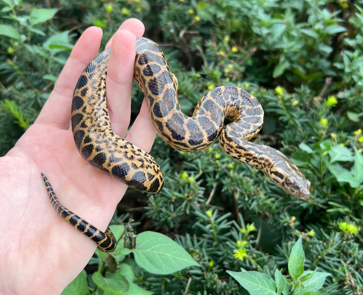 Baby Yellow Anaconda (Female 4) – Scales and Tails of Ohio
