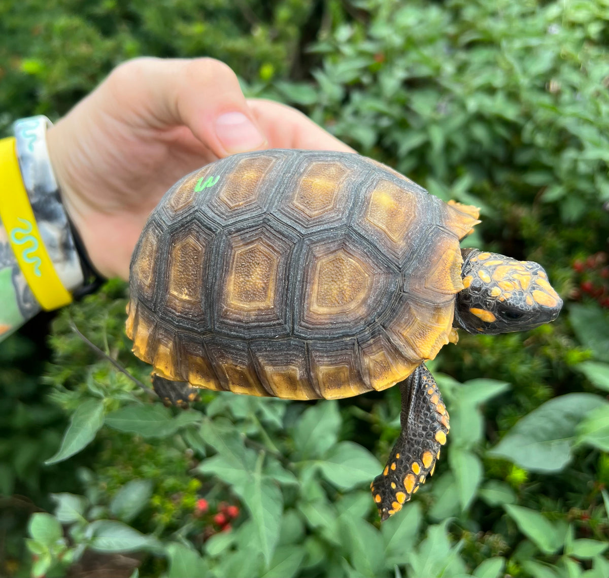 5” Yellow-Foot Tortoise (3) – Scales and Tails of Ohio