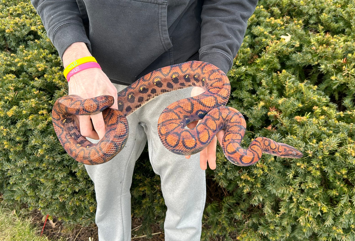 XL Adult Brazilian Rainbow Boa (Male 2) – Scales and Tails of Ohio