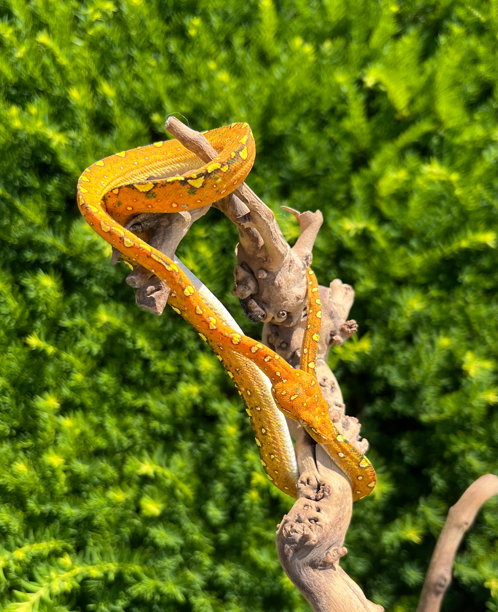 Baby Orange Biak Green Tree Python (1) – Scales and Tails of Ohio