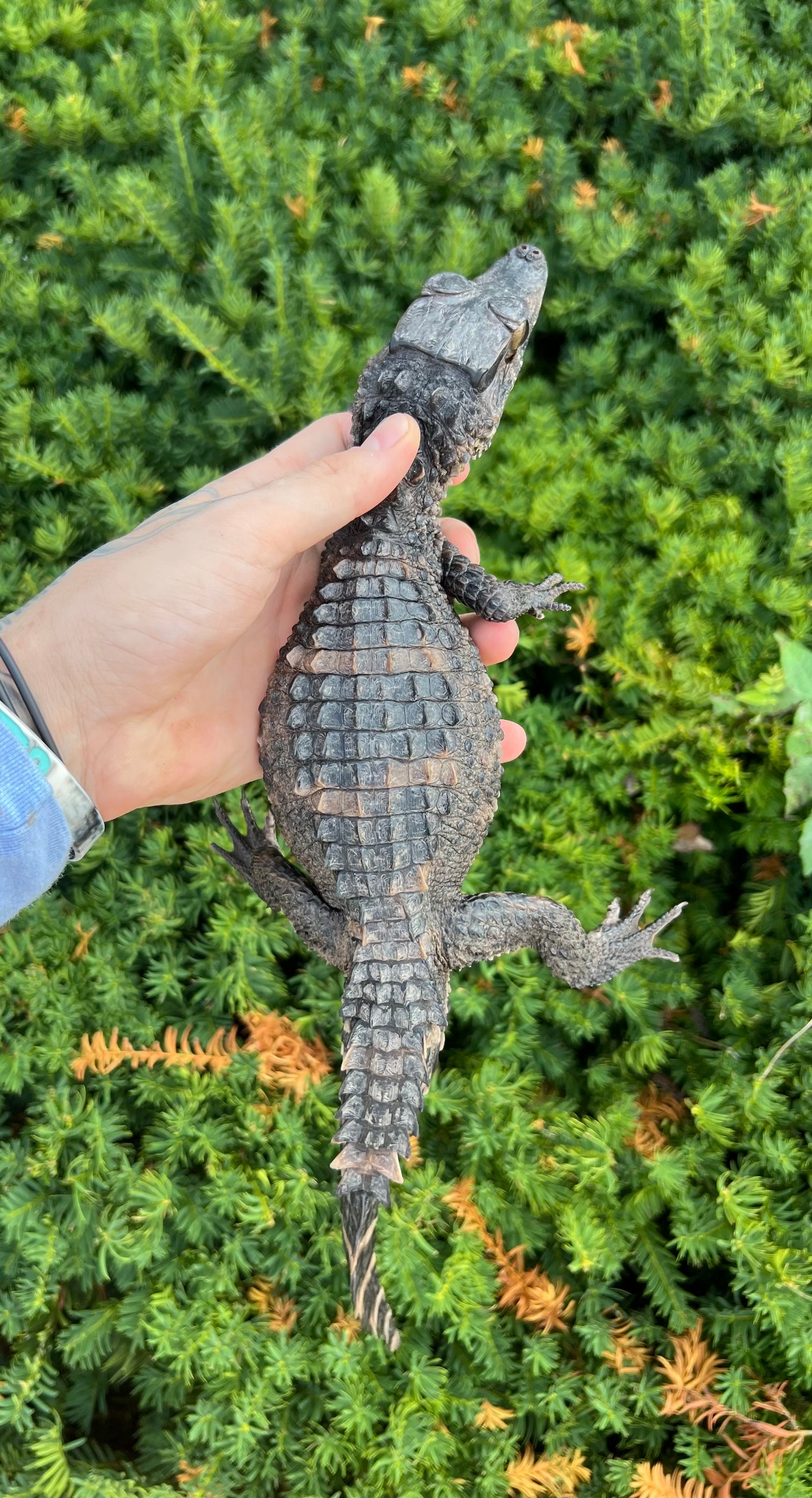 Crocodilians – Scales and Tails of Ohio
