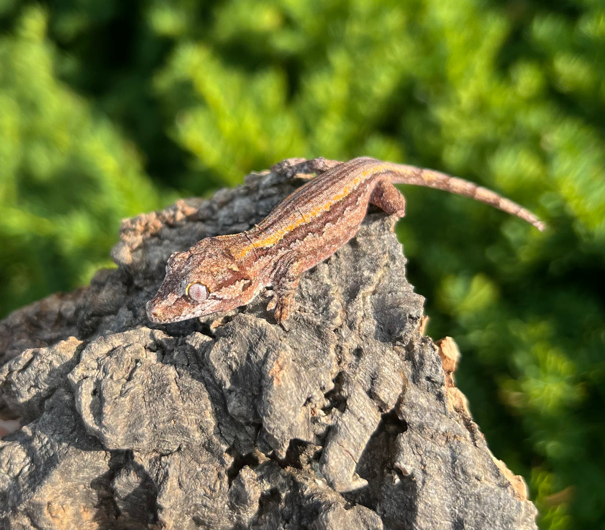 Baby Striped Gargoyle Gecko (1) – Scales and Tails of Ohio
