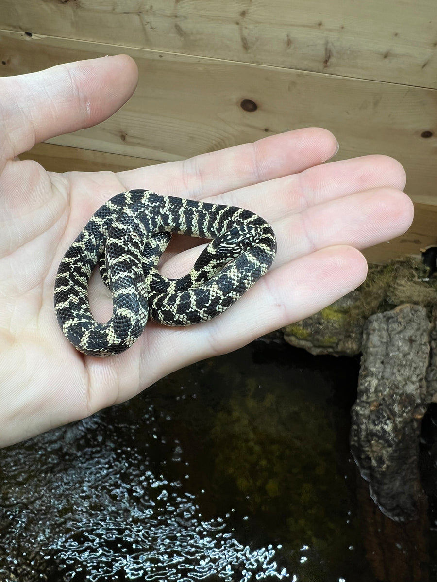 Baby Florida Kingsnake – Scales and Tails of Ohio