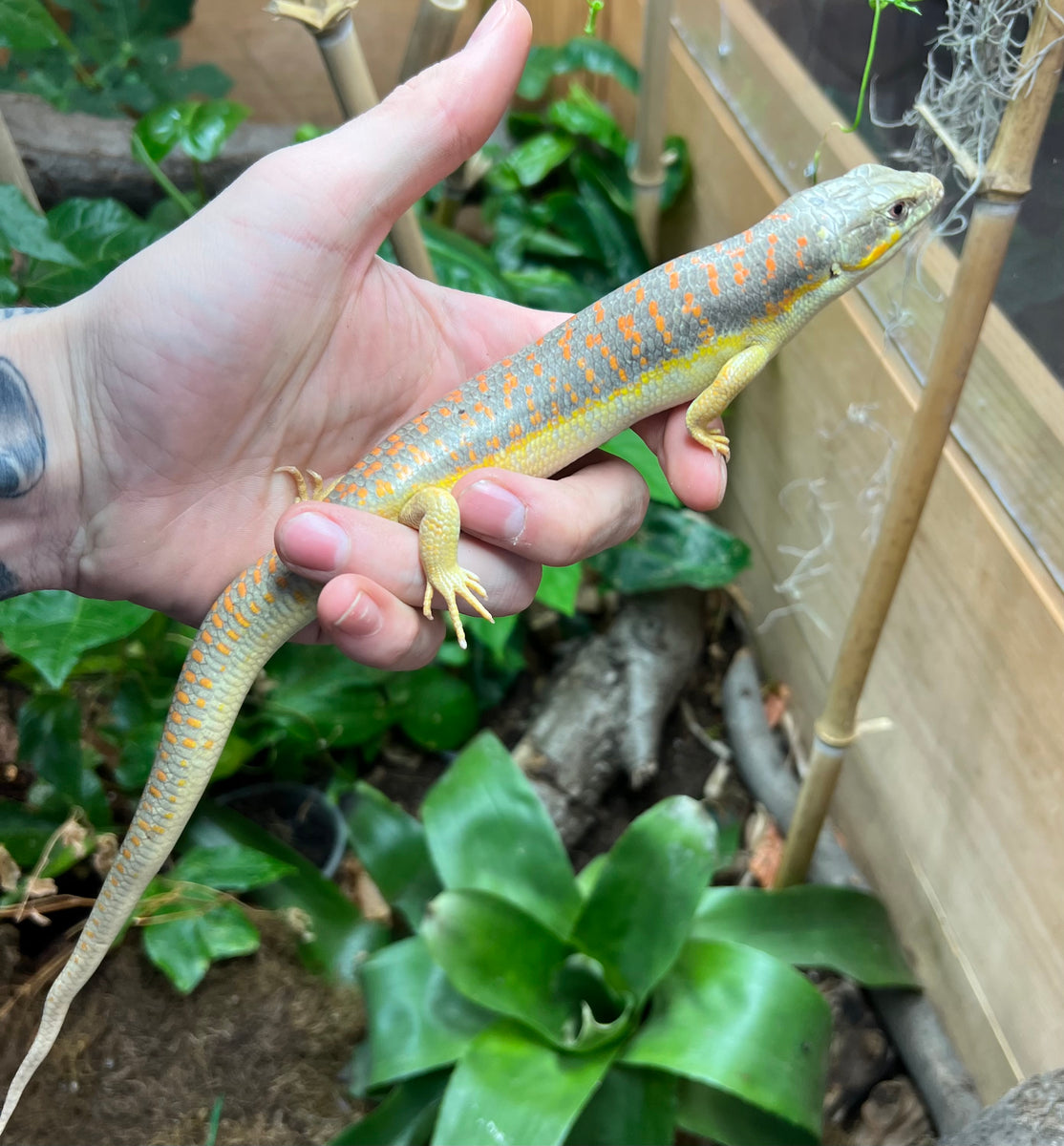 Adult Schneider’s Skink – Scales and Tails of Ohio