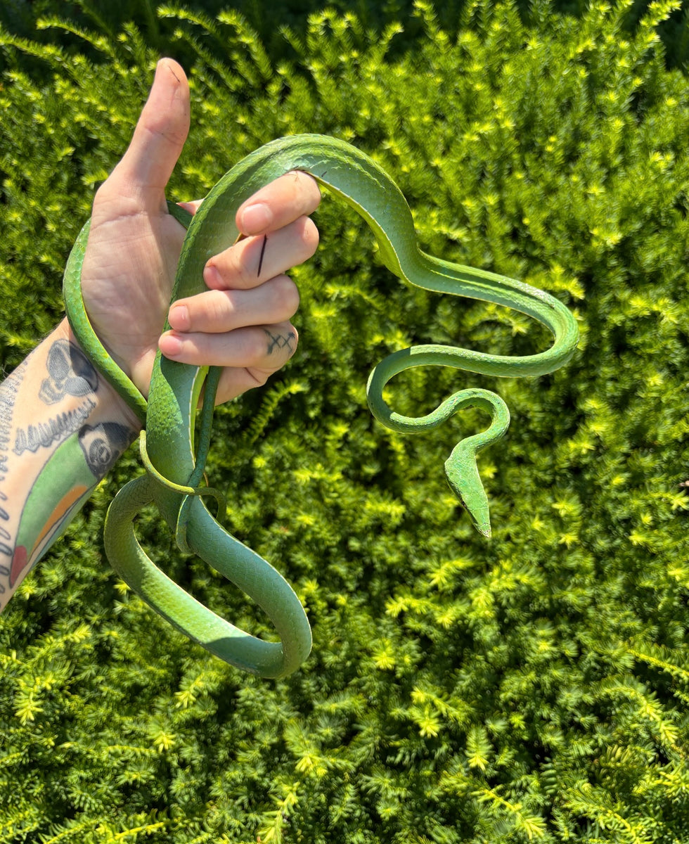 Adult South American Giant Green Vine Snake – Scales and Tails of Ohio