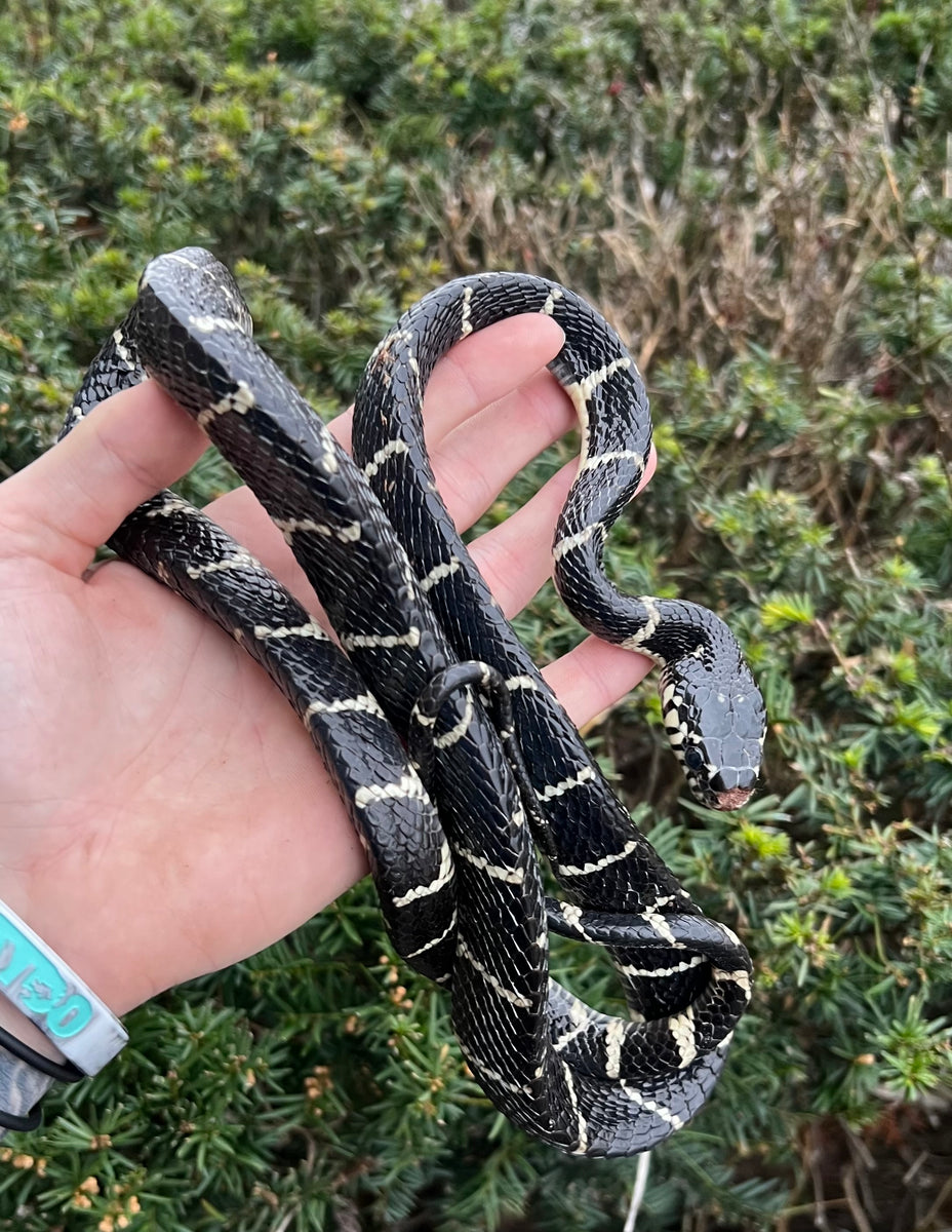 Sub-Adult Indonesian Axanthic Mangrove Snake (Female) – Scales and ...